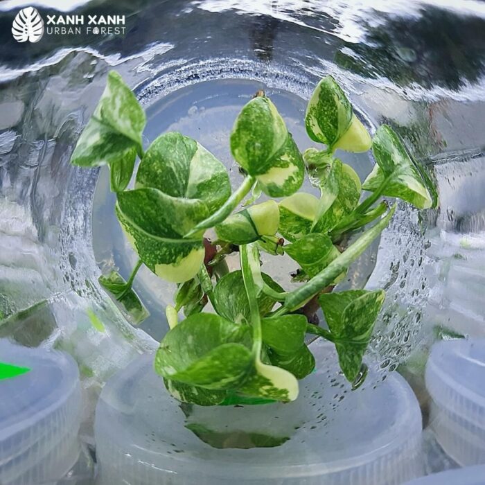 Monstera Thai Constellation Tissue Culture (TC) - Xanh Xanh Urban Forest