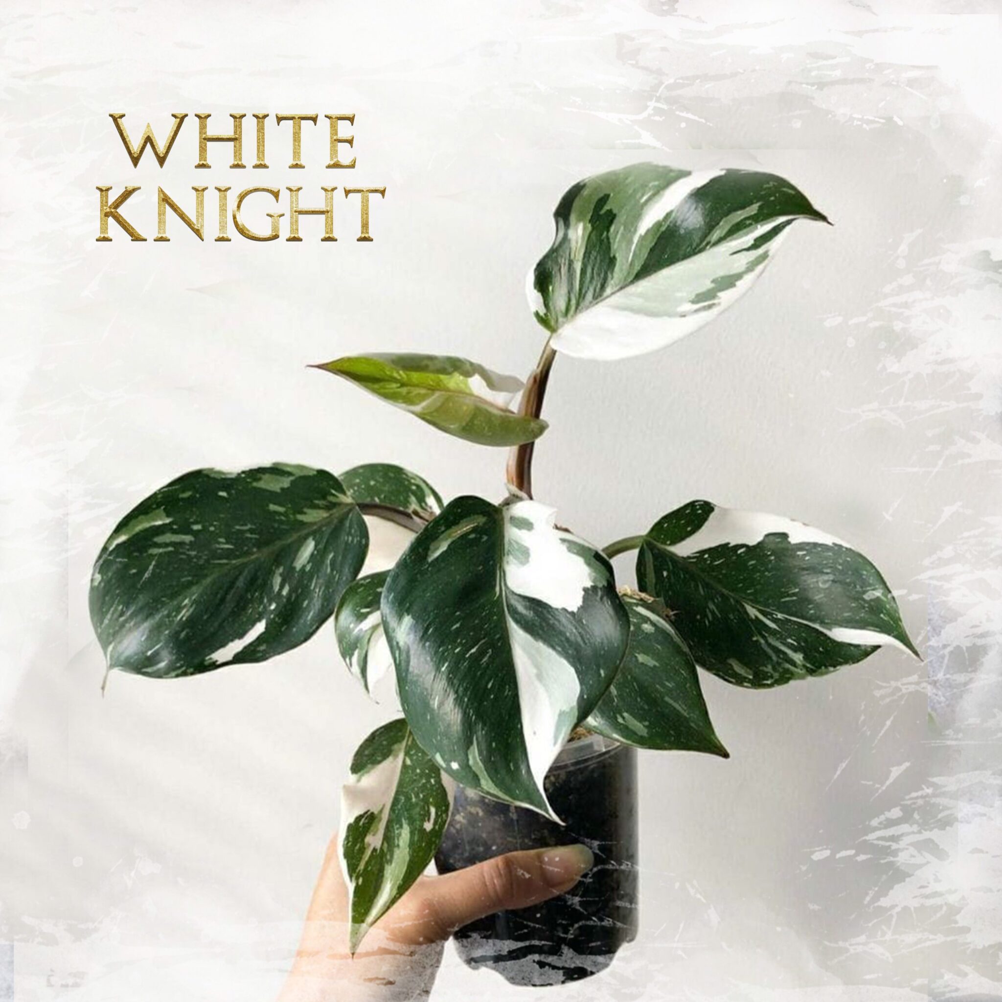 Philodendron White Knight - Xanh Xanh Urban Forest