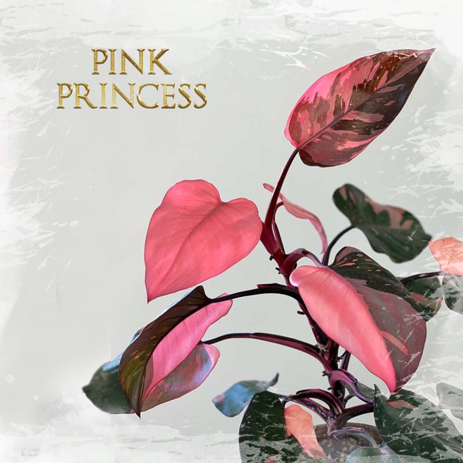 Philodendron Pink Princess - Xanh Xanh Urban Forest