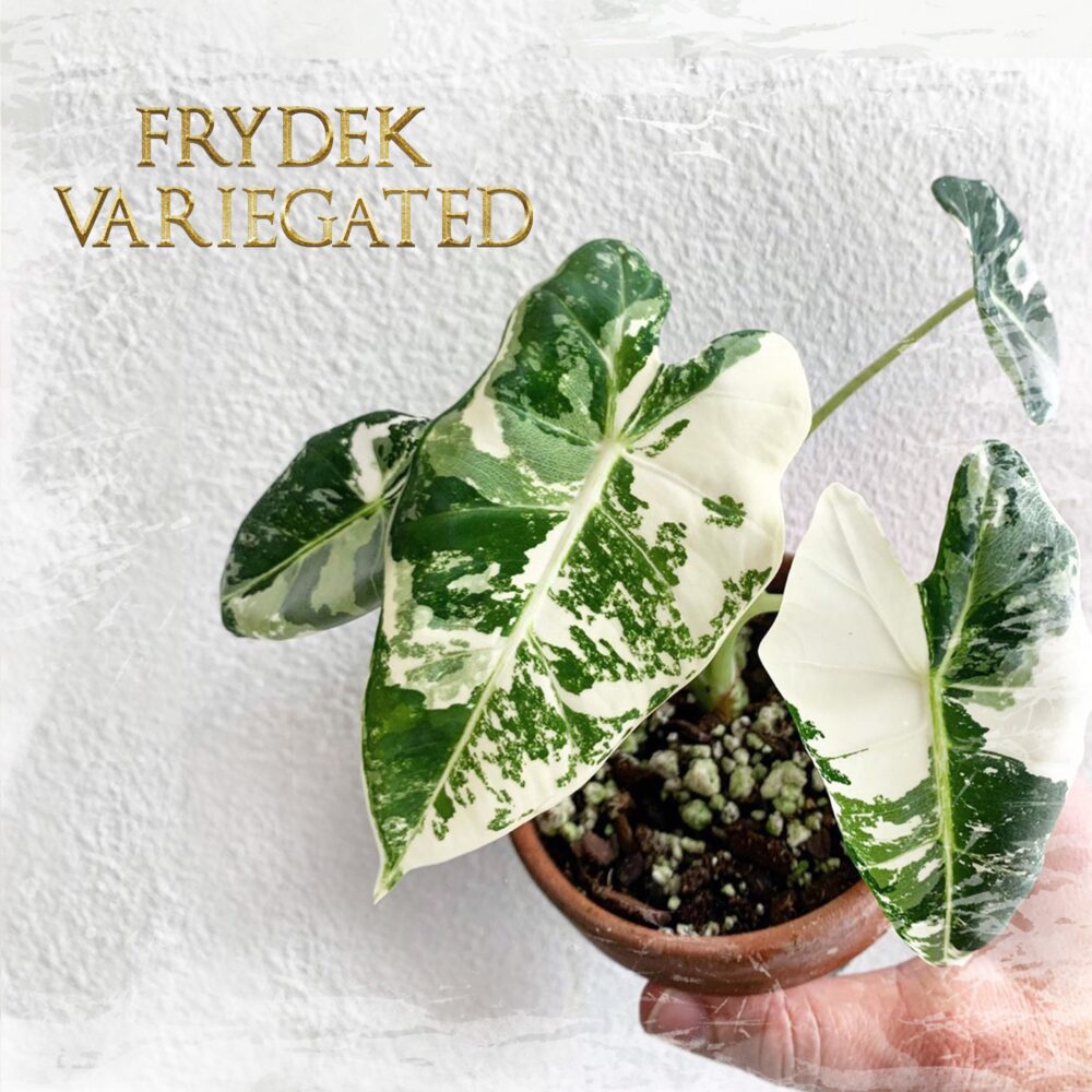 Alocasia Frydek Variegated - Xanh Xanh Urban Forest