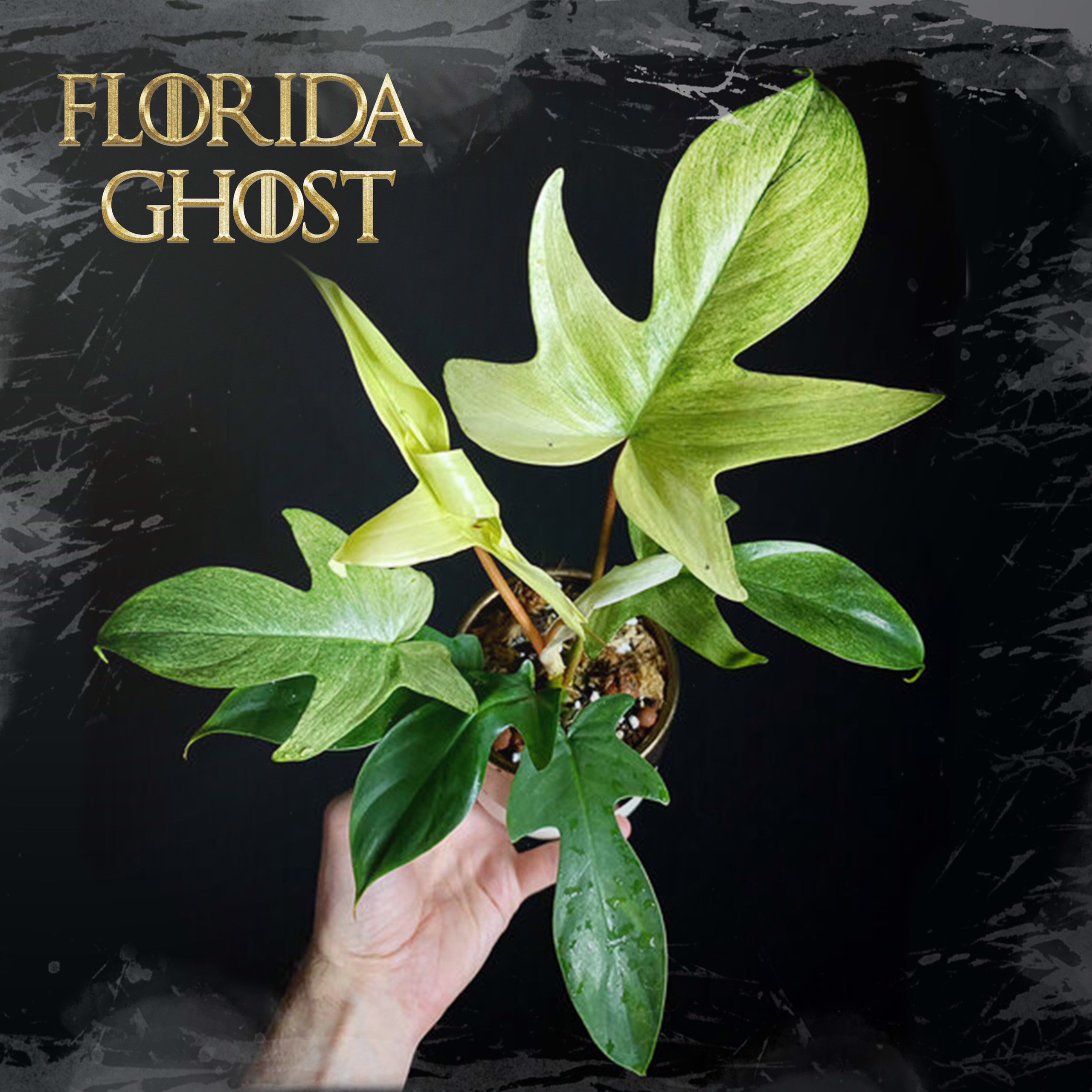 Plant Profile: Philodendron Florida Ghost