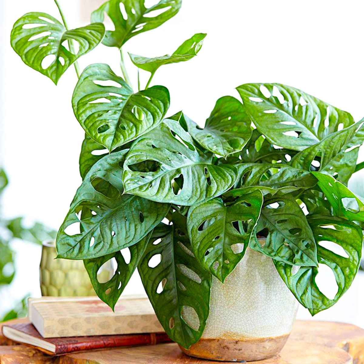 Top 9 Most Stunning Fenestrated Plants You Must Know - Xanh Xanh Urban ...