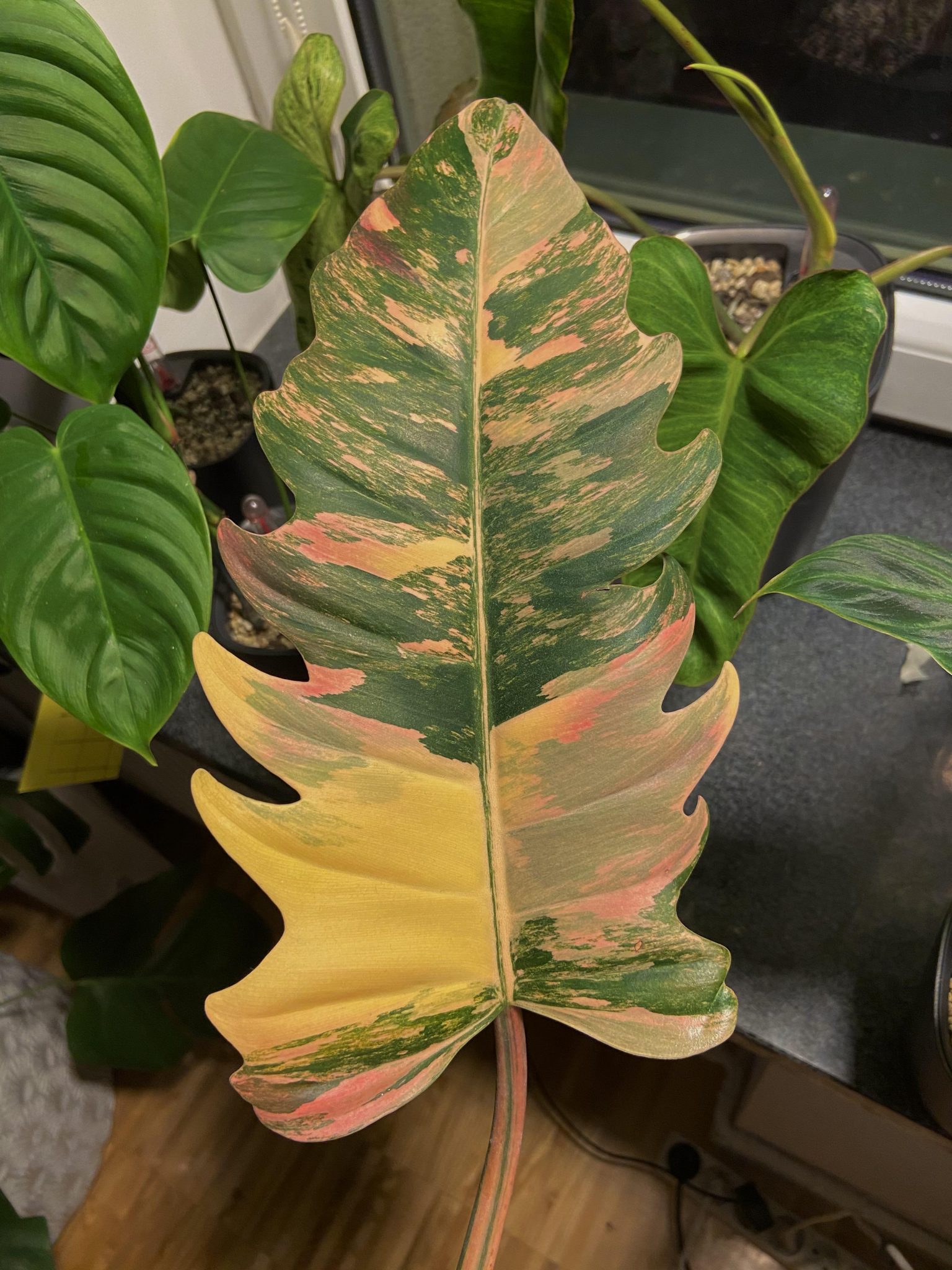 Vibrant Philodendron Caramel Marble: Enhance Your Home - Xanh Xanh ...