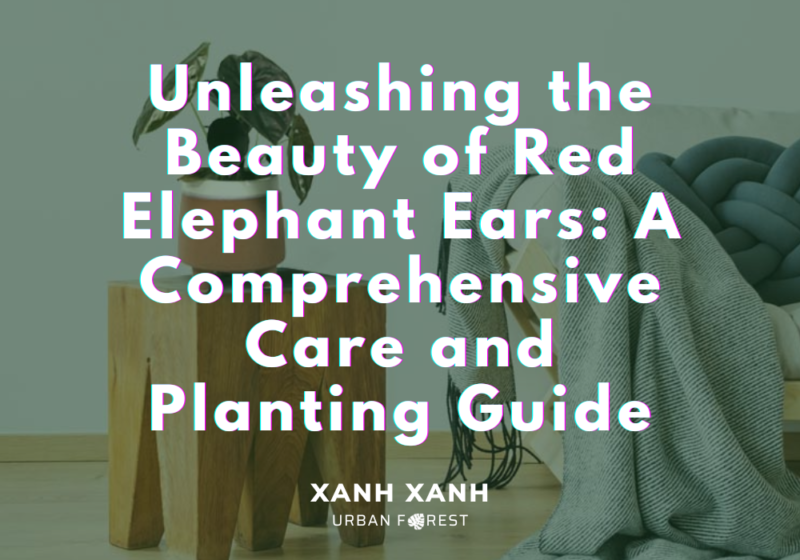 Unleashing the Beauty of Red Elephant Ears: A Comprehensive Care and ...