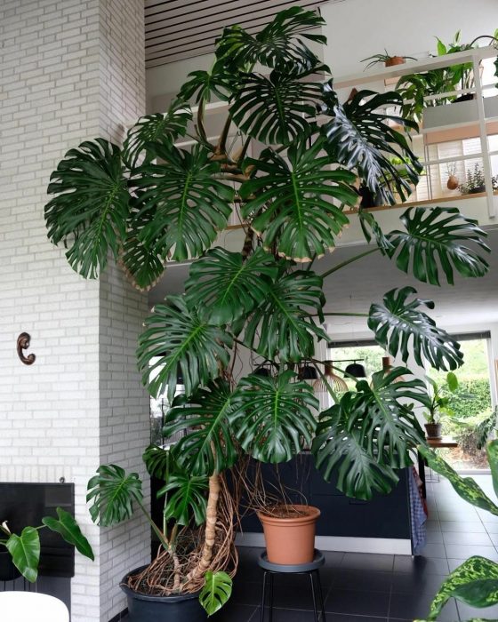 Unveiling the Majesty of Giant Monstera Plants: A Gardener's Delight ...