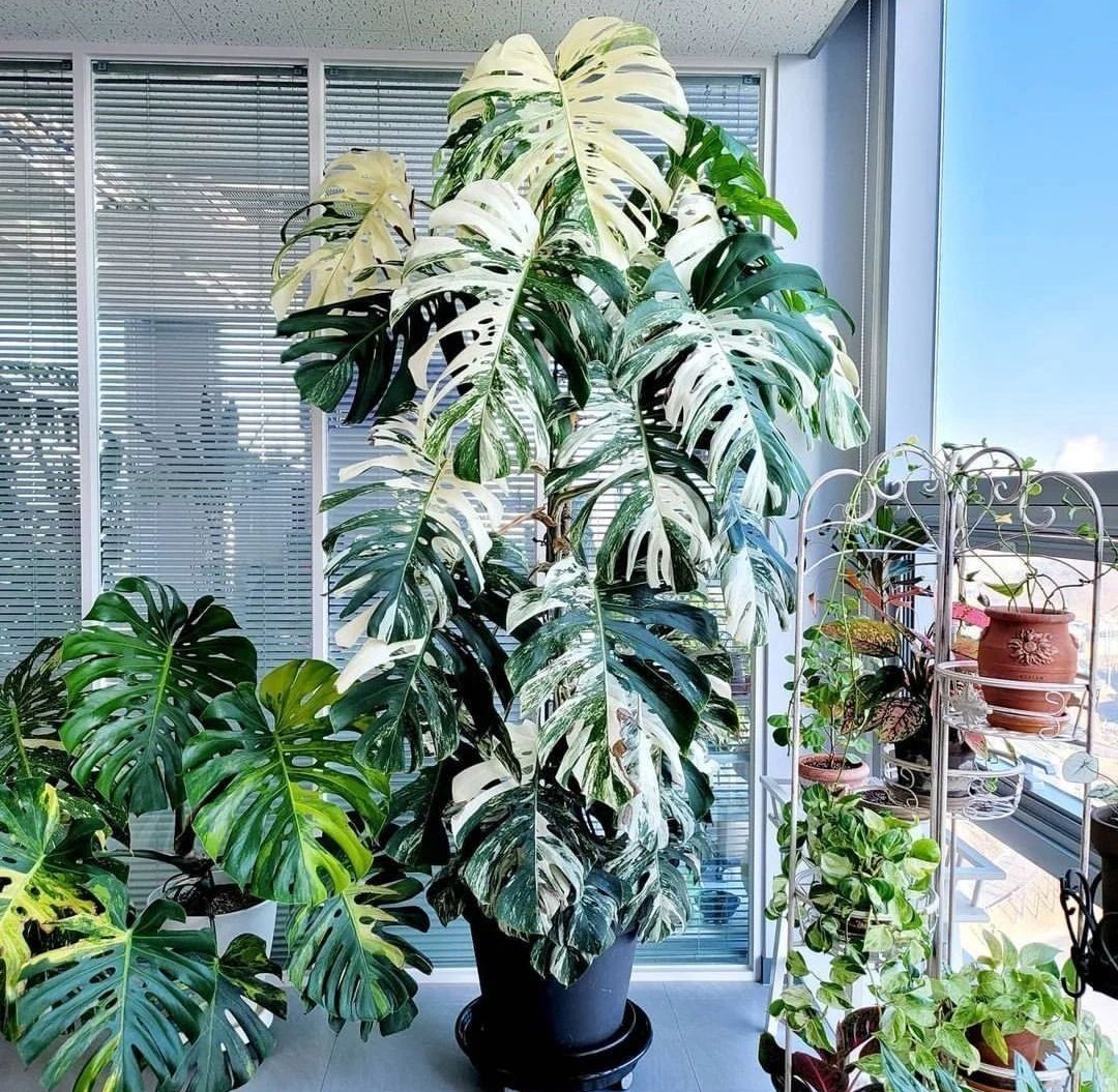 Unveiling the Majesty of Giant Monstera Plants: A Gardener's Delight ...