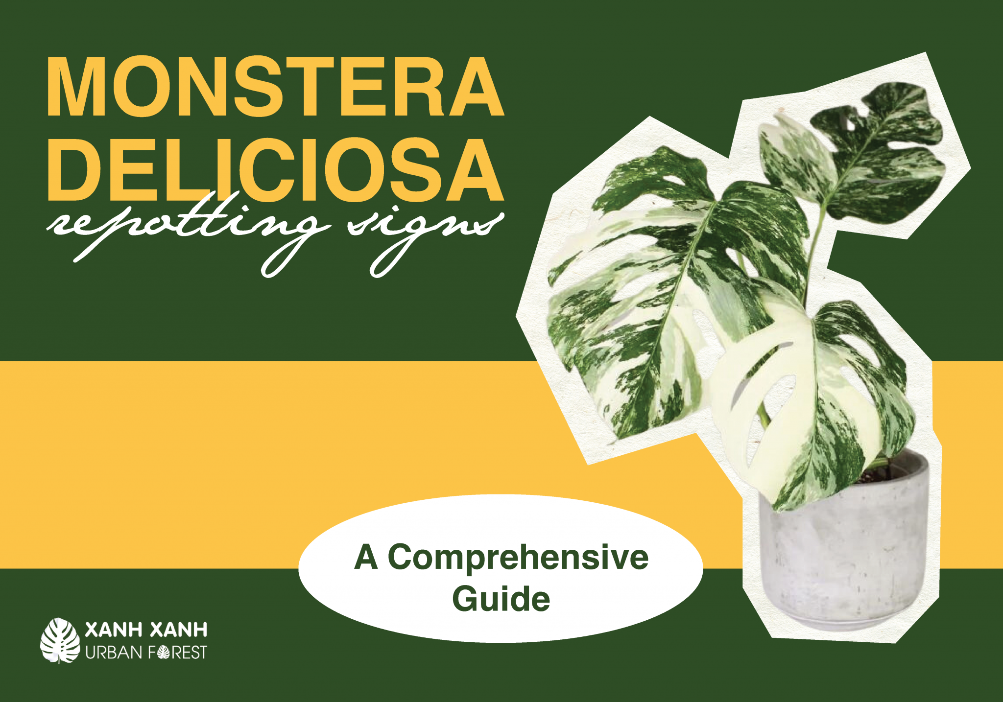 Monstera Deliciosa Repotting Signs: A Comprehensive Guide - Xanh Xanh ...