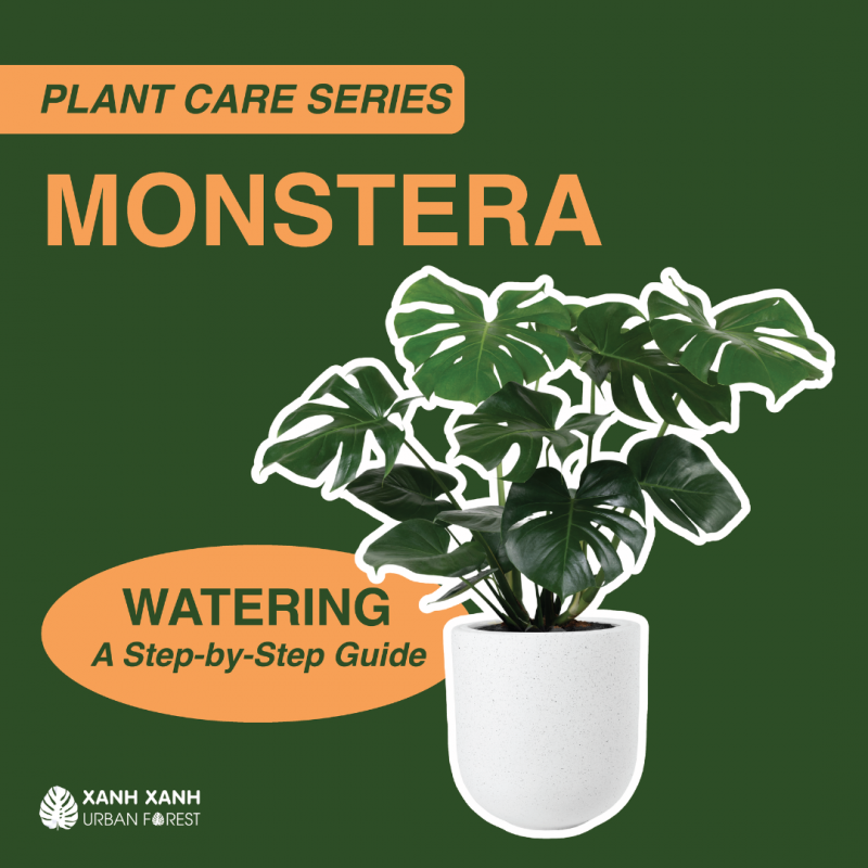 Monstera Watering: A Step-by-Step Guide - Xanh Xanh Urban Forest