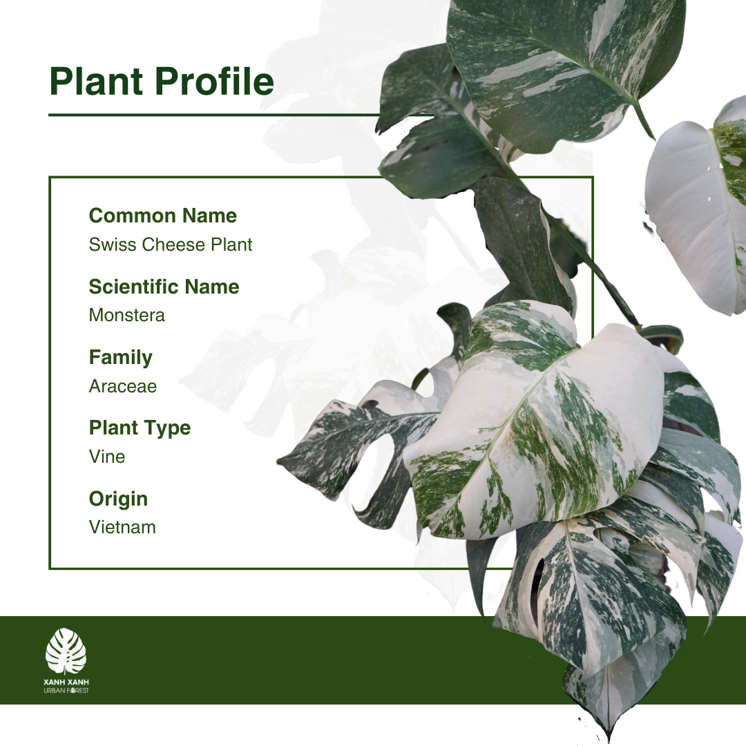 Unleash the Tropical Charm: A Comprehensive Guide to Monstera Plants ...