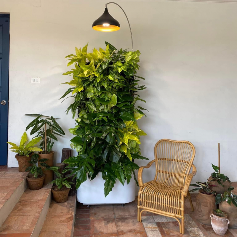 Unleash the Tropical Charm: A Comprehensive Guide to Monstera Plants ...