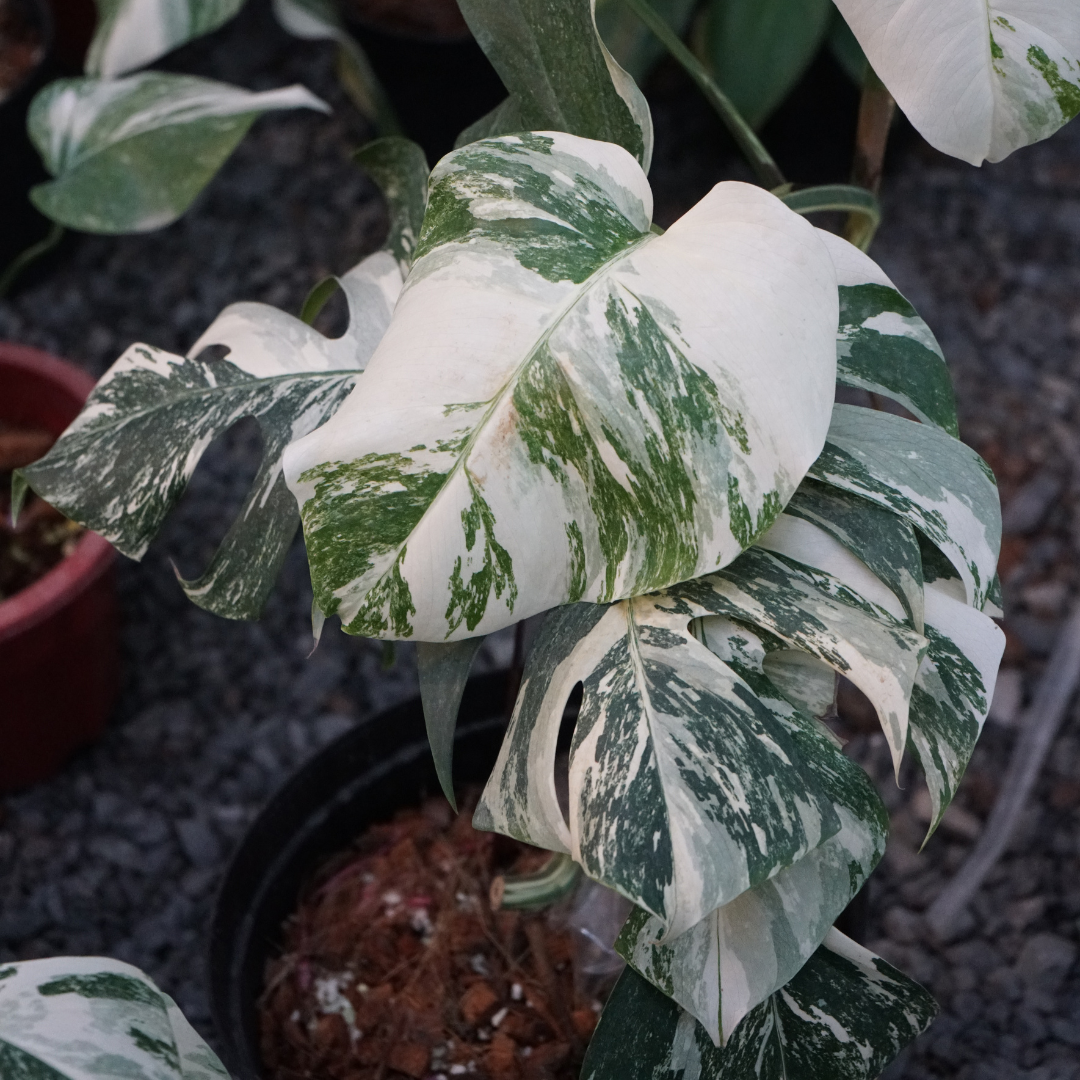Unleash the Tropical Charm: A Comprehensive Guide to Monstera Plants ...