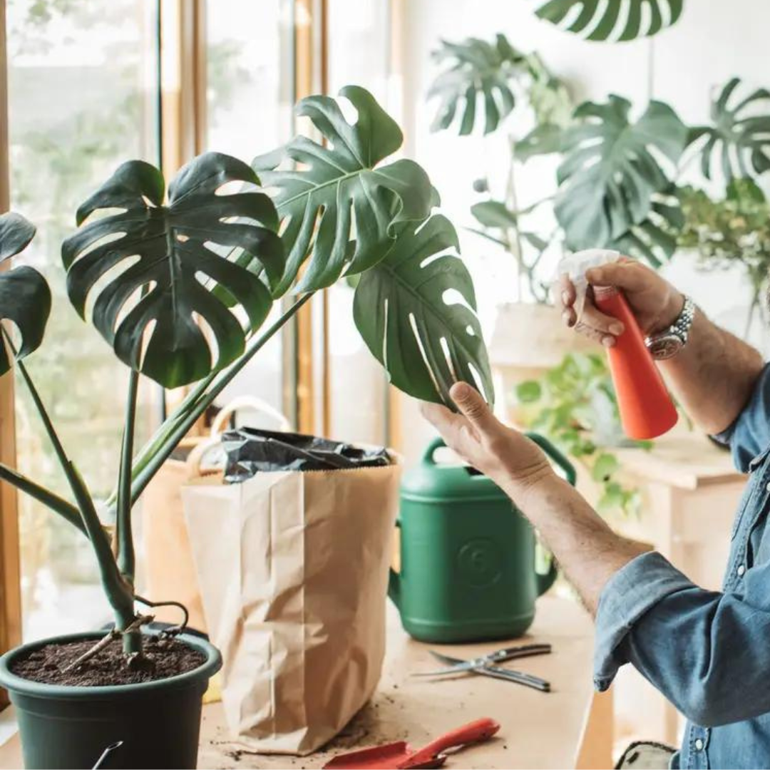 Unleash the Tropical Charm: A Comprehensive Guide to Monstera Plants ...