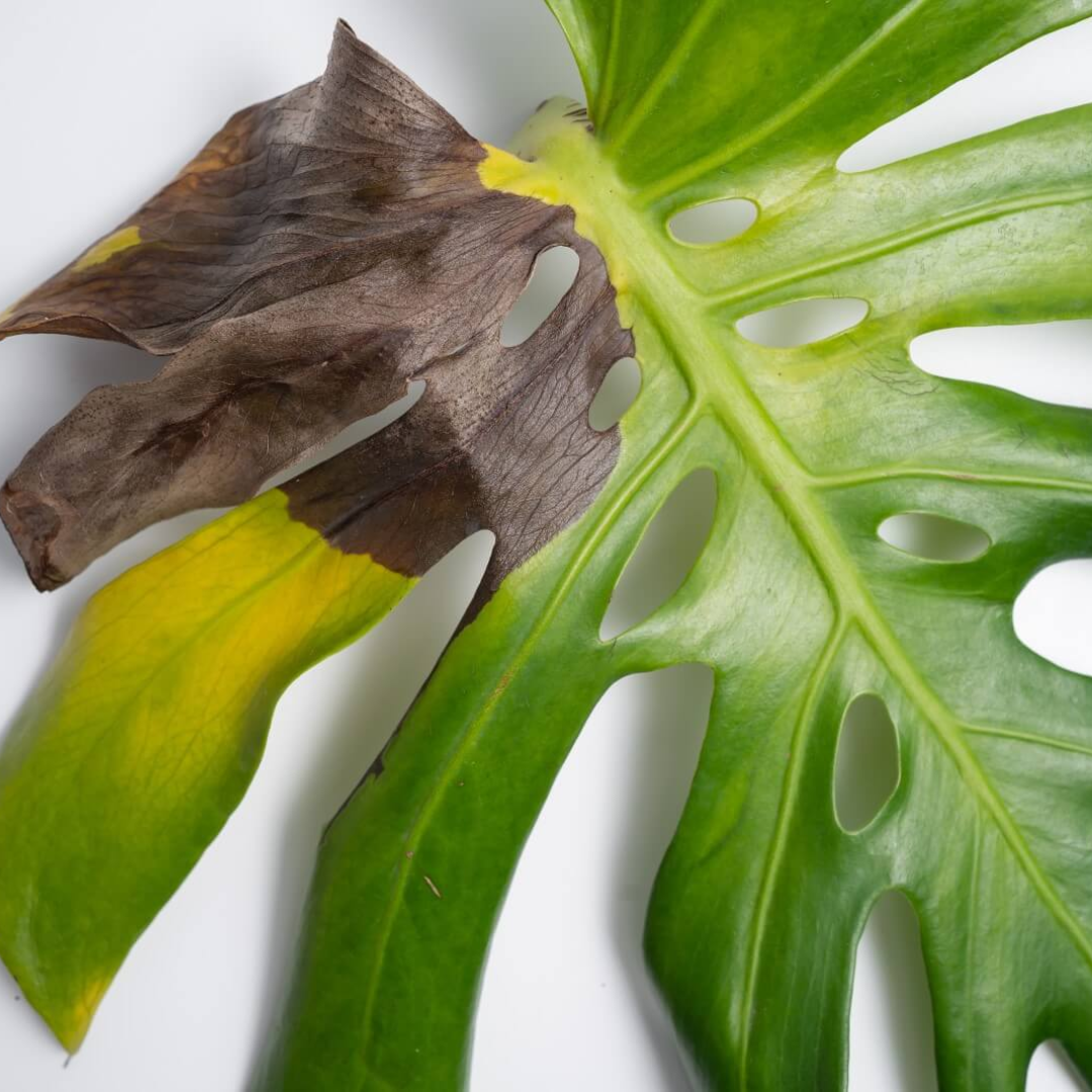 Monstera Care: The Ultimate Guide from A to Z - Xanh Xanh Urban Forest