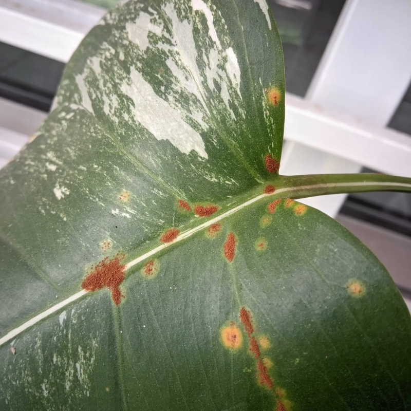 Monstera Care: The Ultimate Guide from A to Z - Xanh Xanh Urban Forest