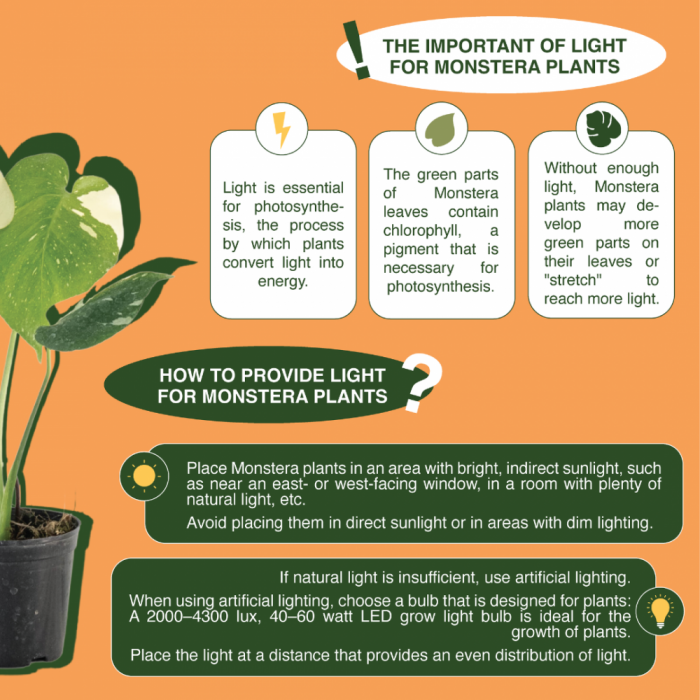 Monstera Care: The Ultimate Guide from A to Z - Xanh Xanh Urban Forest