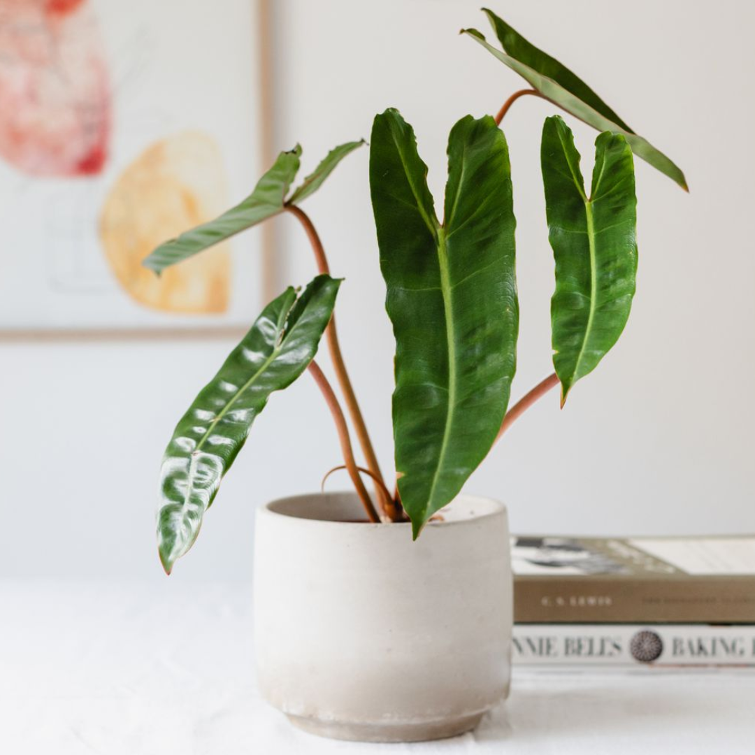 24 Trending Houseplants to Elevate Your Indoor Jungle in 2024 - Xanh ...