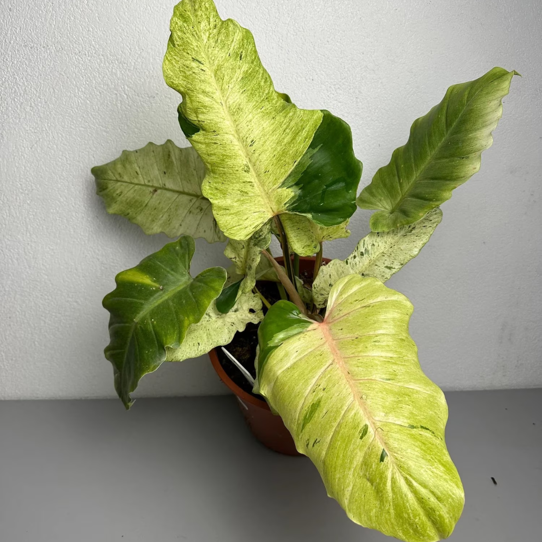 24 Trending Houseplants to Elevate Your Indoor Jungle in 2024 - Xanh ...