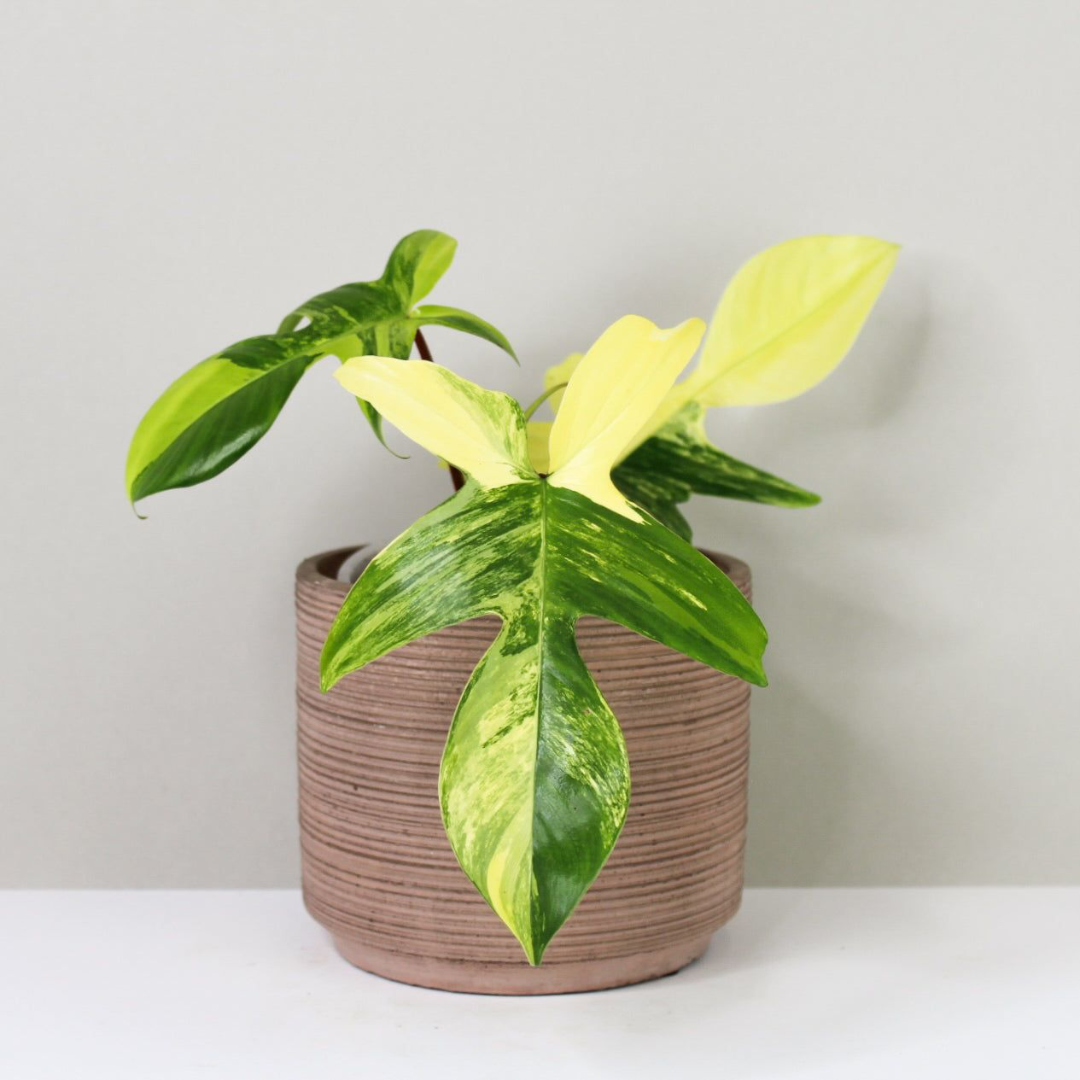 24 Trending Houseplants to Elevate Your Indoor Jungle in 2024 - Xanh ...