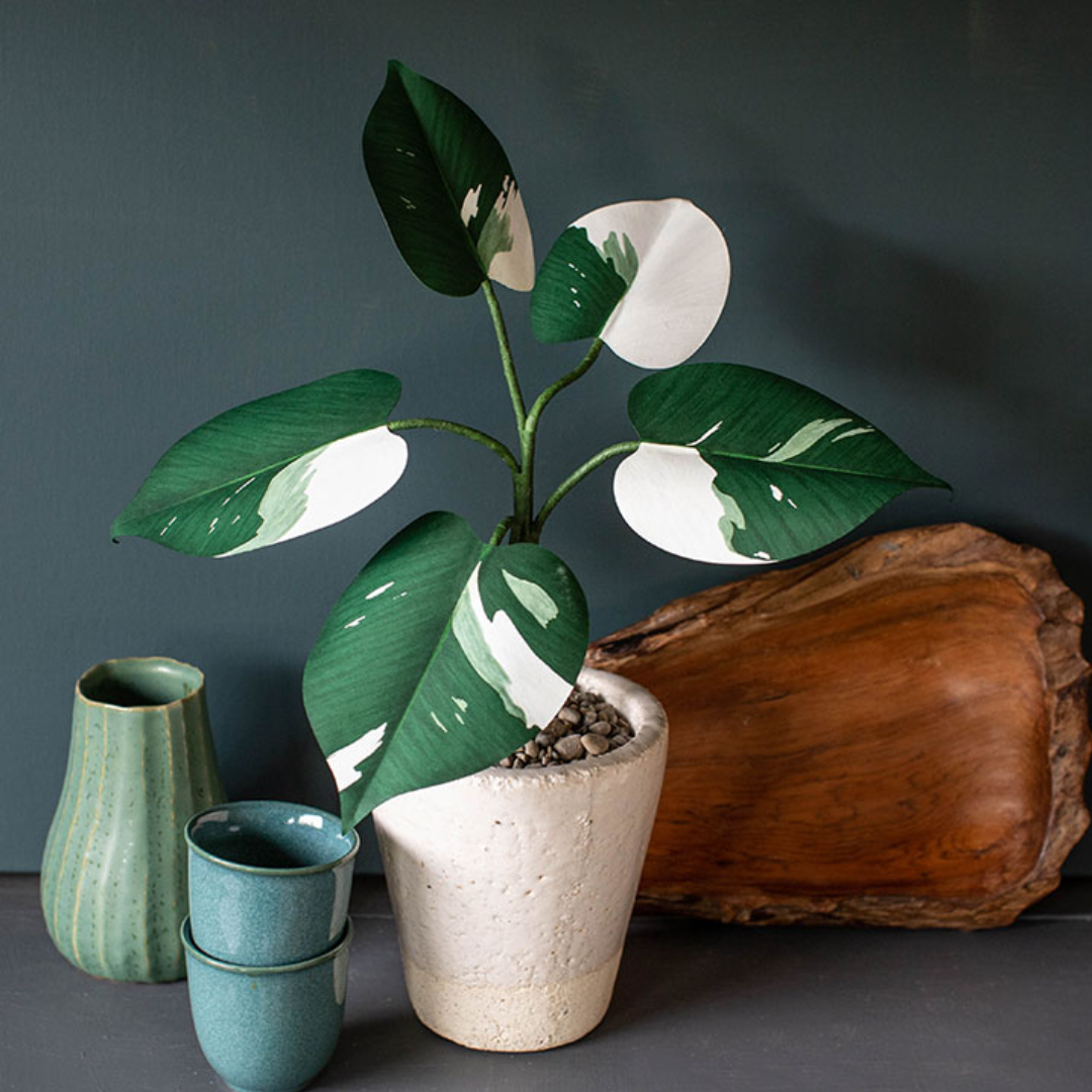 24 Trending Houseplants to Elevate Your Indoor Jungle in 2024 - Xanh ...
