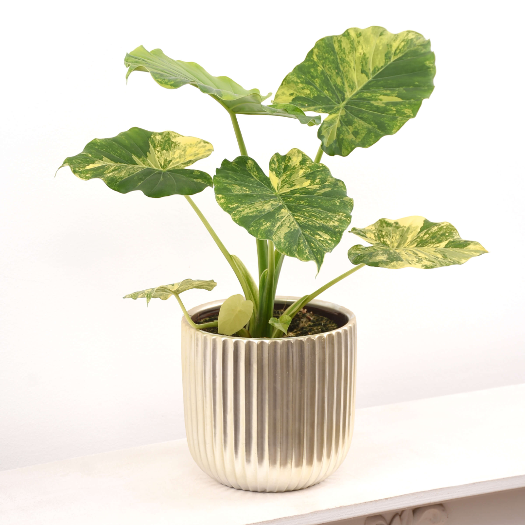 24 Trending Houseplants to Elevate Your Indoor Jungle in 2024 - Xanh ...