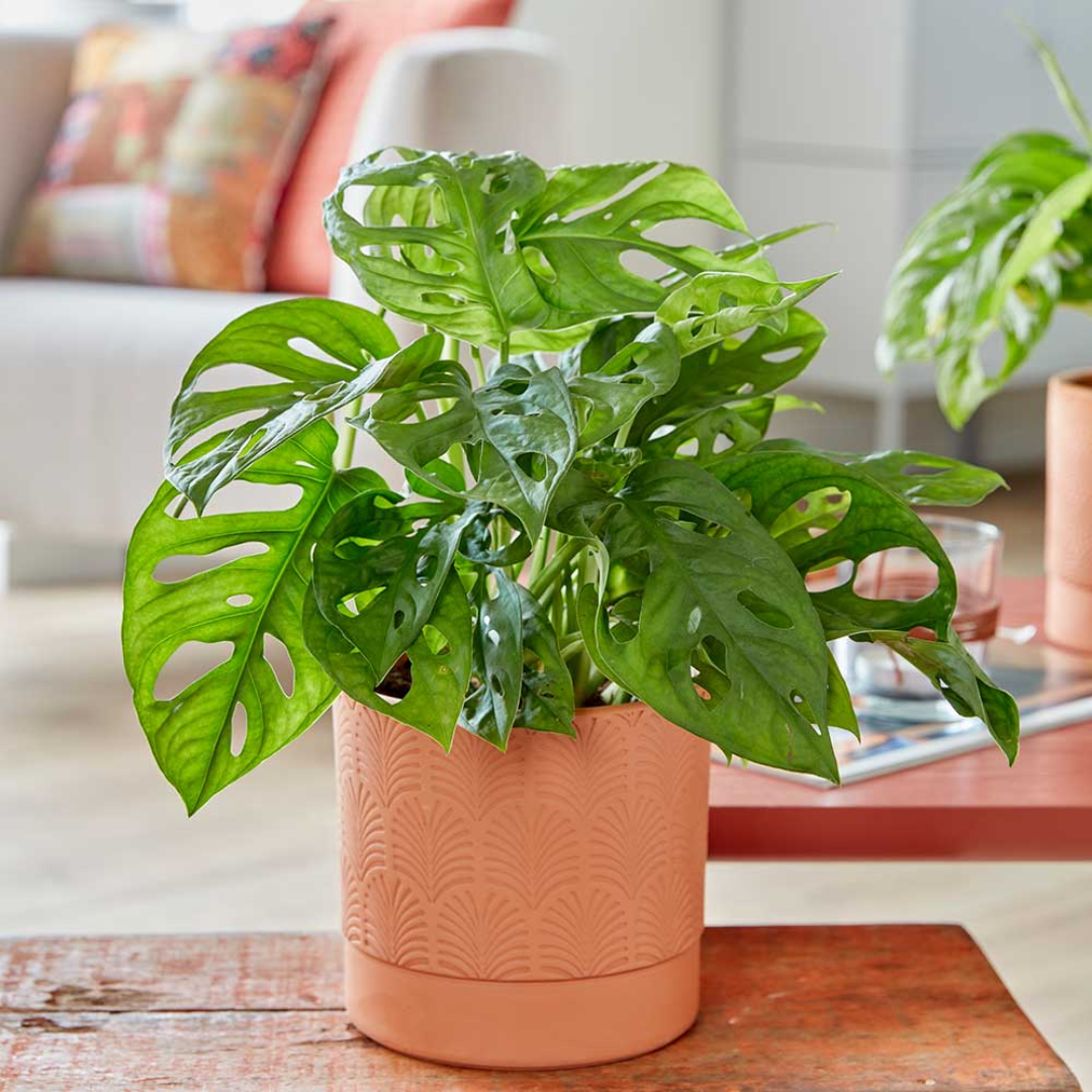 24 Trending Houseplants to Elevate Your Indoor Jungle in 2024 - Xanh ...