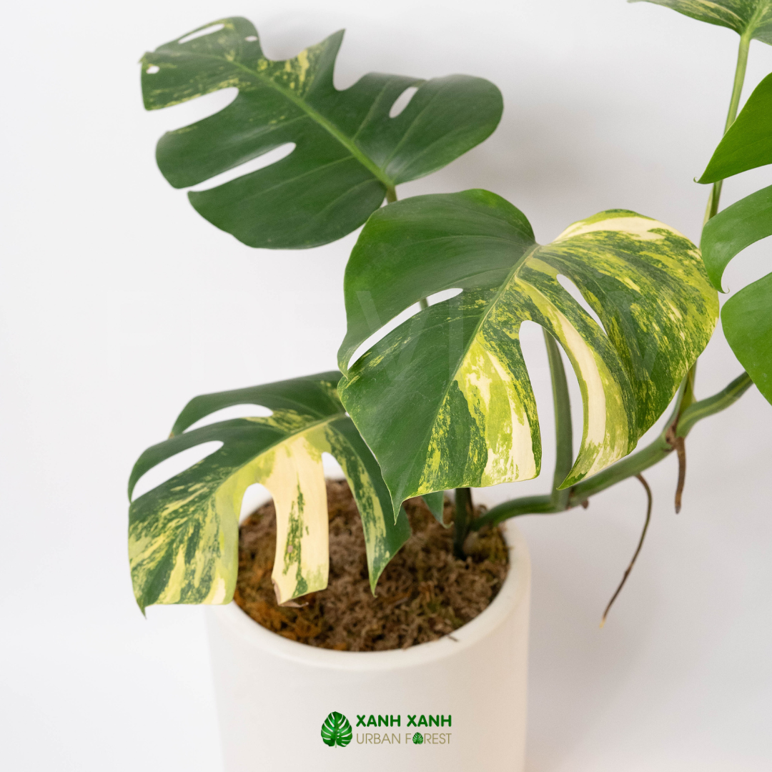 24 Trending Houseplants to Elevate Your Indoor Jungle in 2024 - Xanh ...