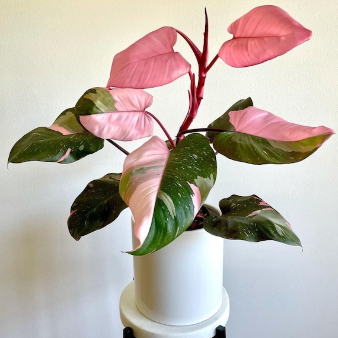 24 Trending Houseplants to Elevate Your Indoor Jungle in 2024 - Xanh ...