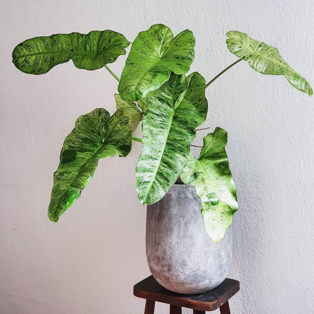 24 Trending Houseplants to Elevate Your Indoor Jungle in 2024 - Xanh ...