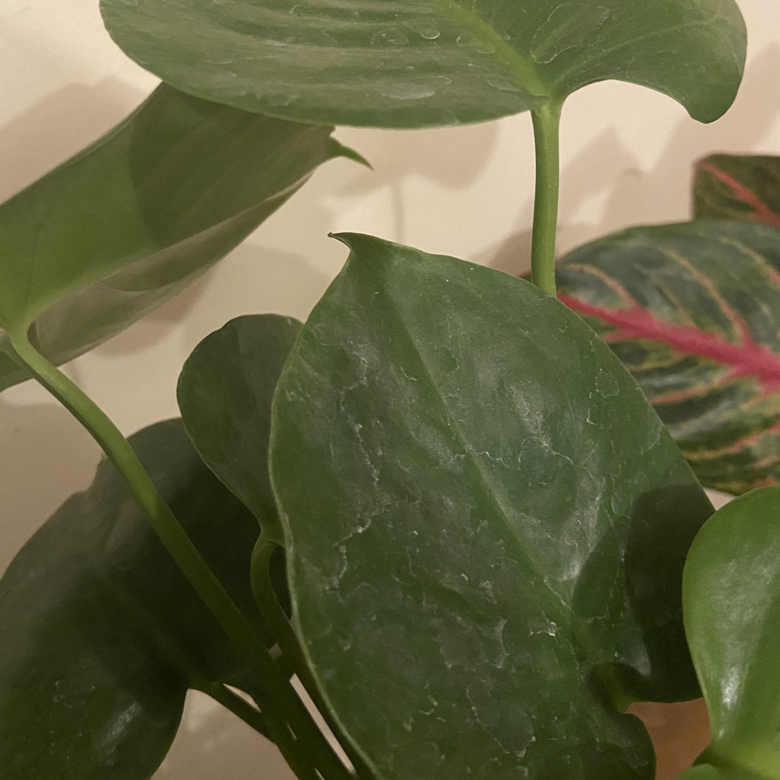 Protect Your Monstera: A Guide to Common Pests and Diseases - Xanh Xanh ...