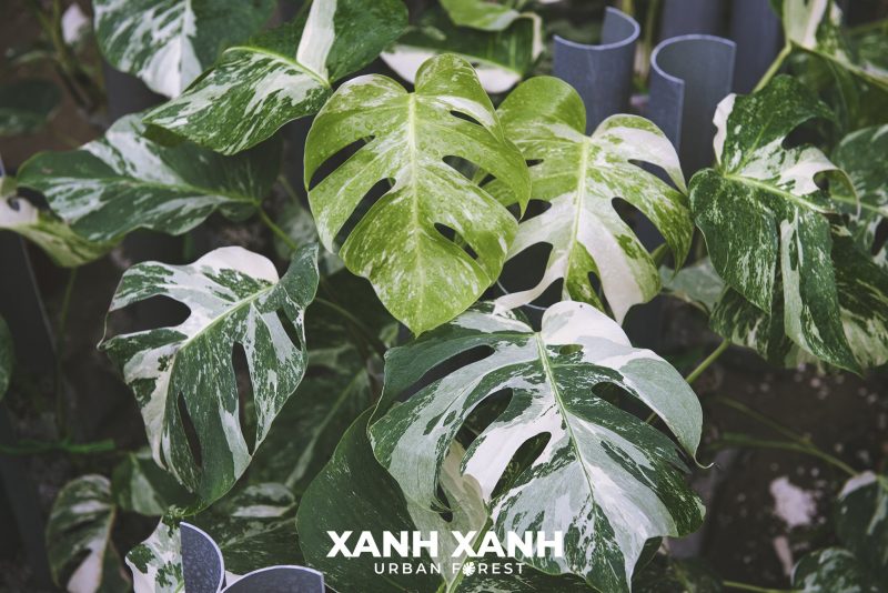 Monstera Fruit: The Exotic Tropical Gems - Xanh Xanh Urban Forest