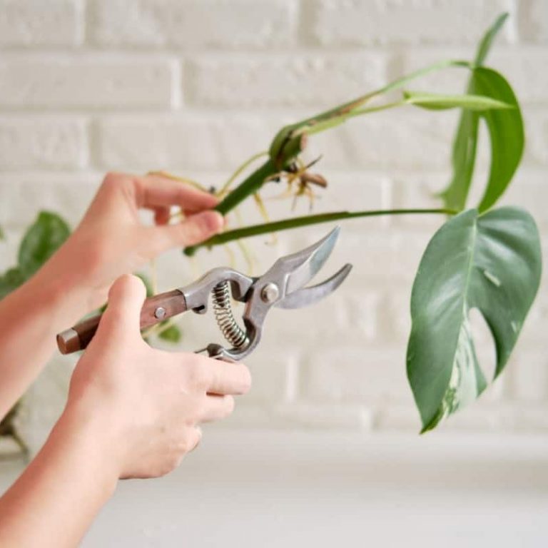 Monstera Pruning: A Comprehensive Guide - Xanh Xanh Urban Forest