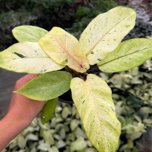 Philodendron Snowdrift Variegated: The Ultimate Guide - Xanh Xanh Urban ...