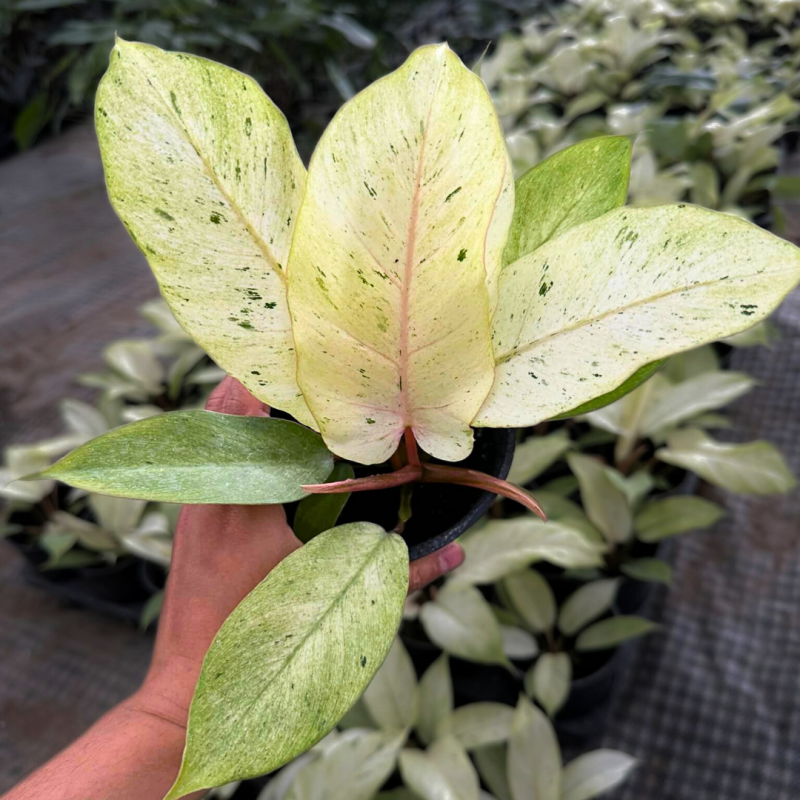 Philodendron Snowdrift Variegated: The Ultimate Guide - Xanh Xanh Urban ...