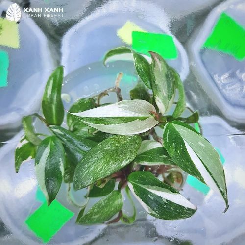 Philodendron White Princess: The Ultimate Guide - Xanh Xanh Urban Forest