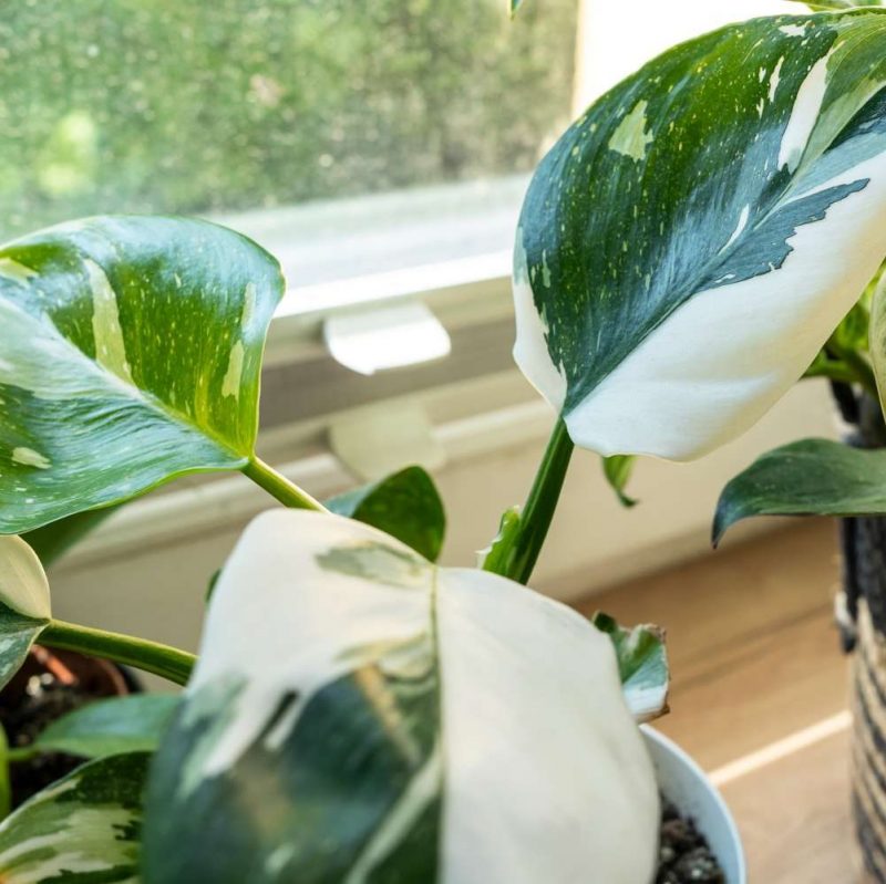 Philodendron White Princess: The Ultimate Guide - Xanh Xanh Urban Forest