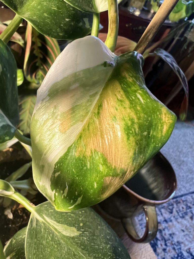 Philodendron Leaves Turning White: Causes and Solutions - Xanh Xanh ...