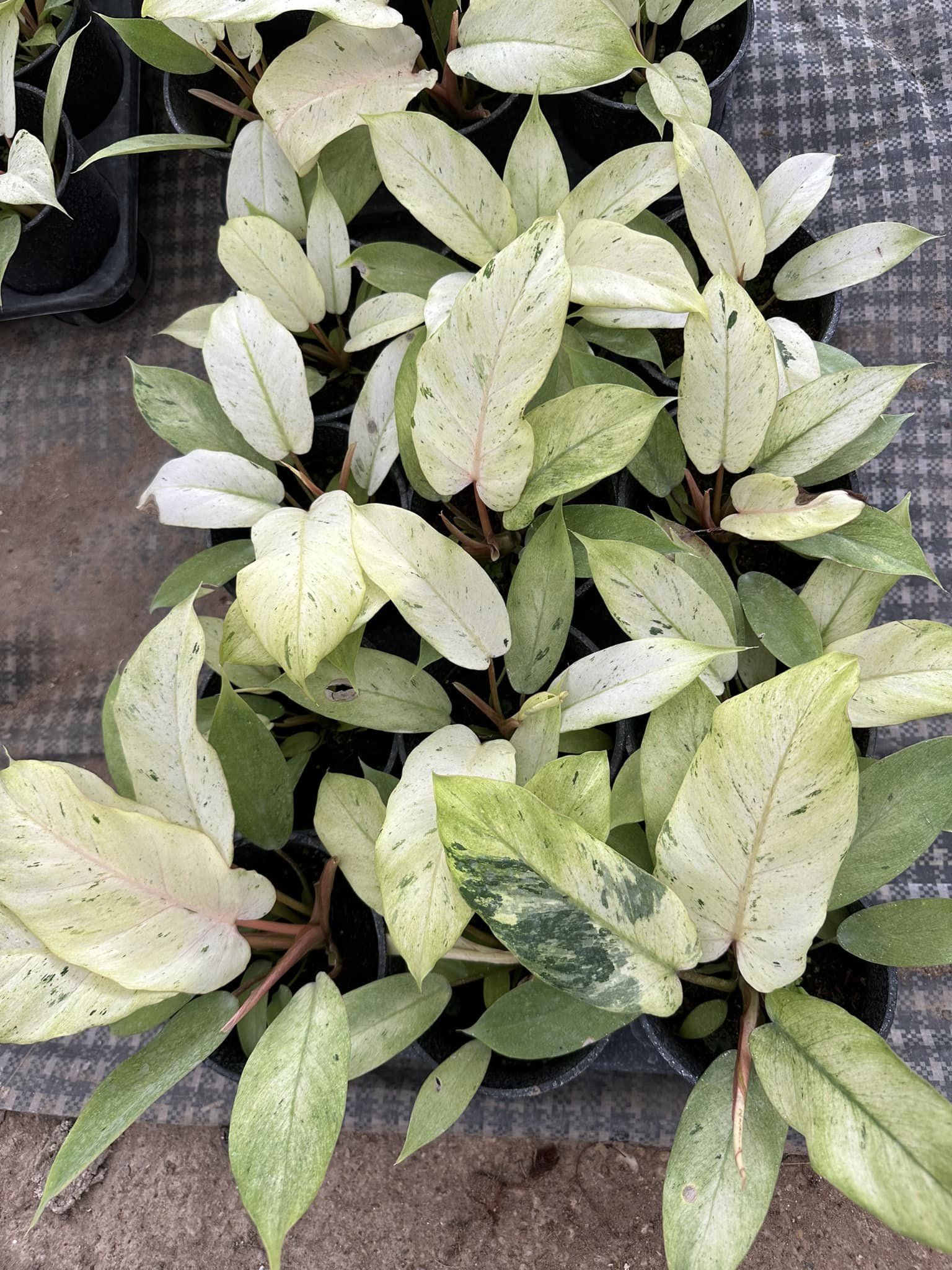 Philodendron Snowdrift Variegated: The Ultimate Guide to a Rare Beauty ...