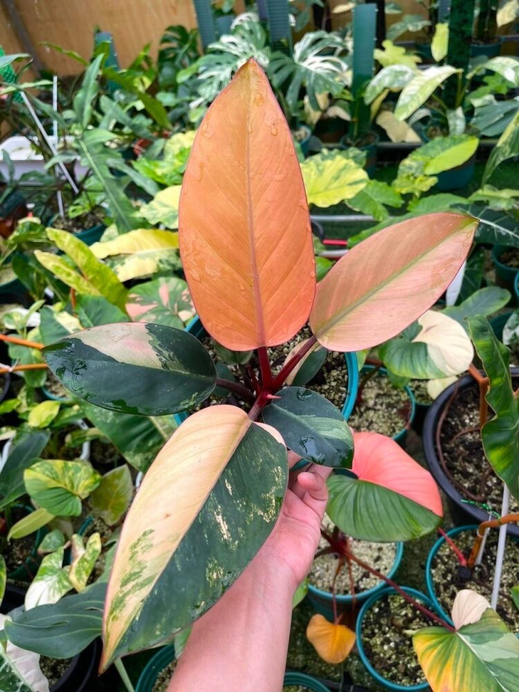Philodendron Red Congo Variegated - Xanh Xanh Urban Forest