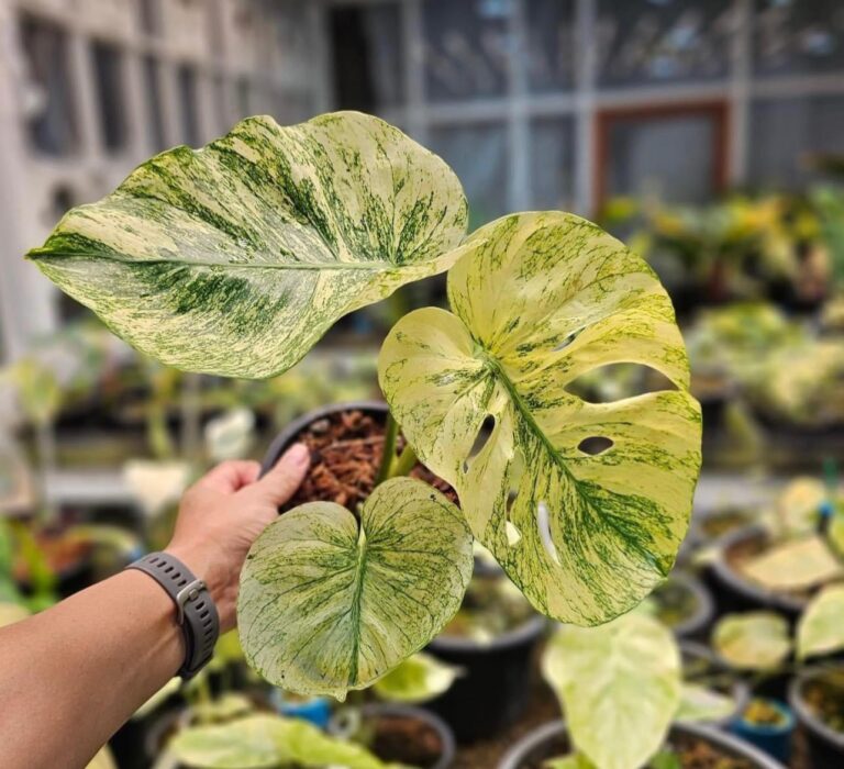 Discover 5 Newest Monstera Varieties You Can’t Miss - Xanh Xanh Urban ...