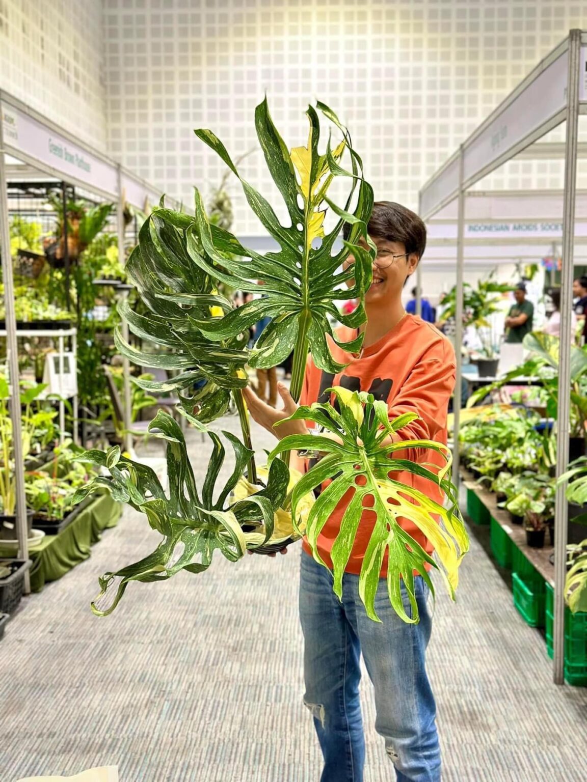Discover 5 Newest Monstera Varieties You Can’t Miss - Xanh Xanh Urban ...