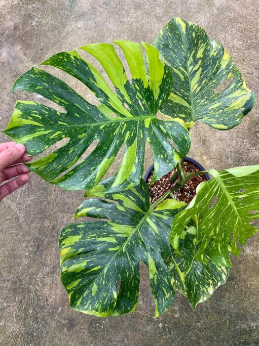 Discover 5 Newest Monstera Varieties You Can’t Miss - Xanh Xanh Urban ...