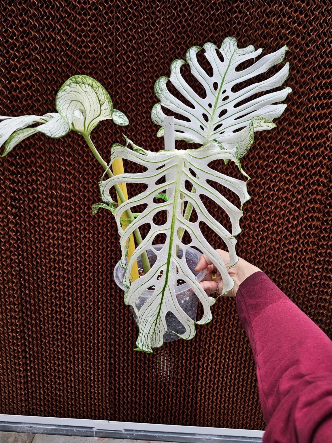 Discover 5 Newest Monstera Varieties You Can’t Miss - Xanh Xanh Urban ...