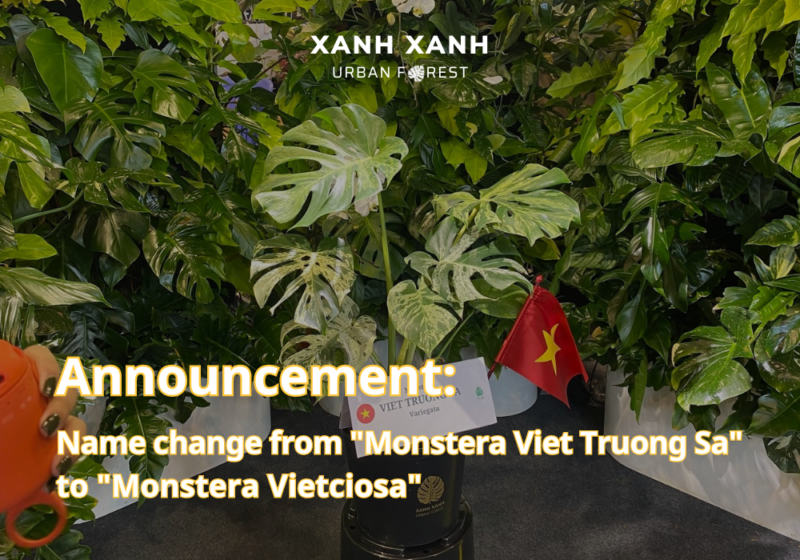Discover 5 Newest Monstera Varieties You Can’t Miss - Xanh Xanh Urban ...